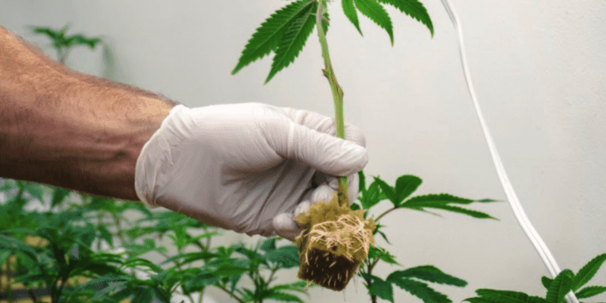 What Is Cannabis Root Rot and Why It Happens - greenfuturelight.com