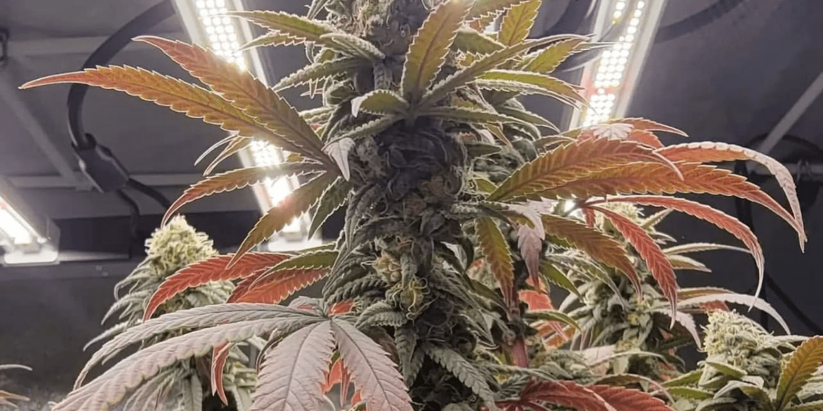 The Science of Light Spectrum in Cannabis Cultivation ...