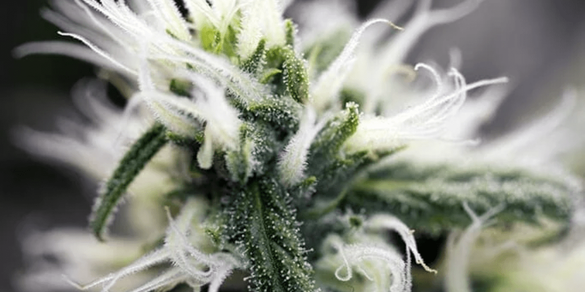 The Best Cannabis Strains for Cloning - greenfuturelight.com